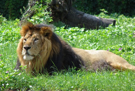Gir National Park-The majestic home of Lions - Kesari Blog